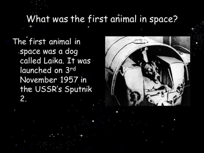 Here Is The Hidden Story Behind The First Animal In Space | D5 Channel ...