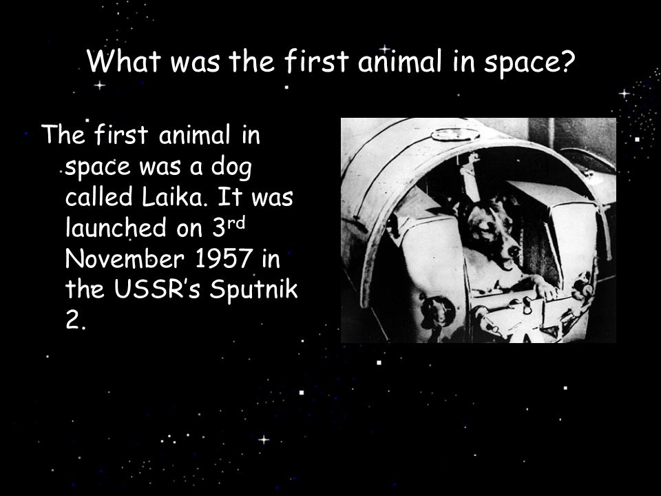 Here Is The Hidden Story Behind The First Animal In Space | D5 Channel ...